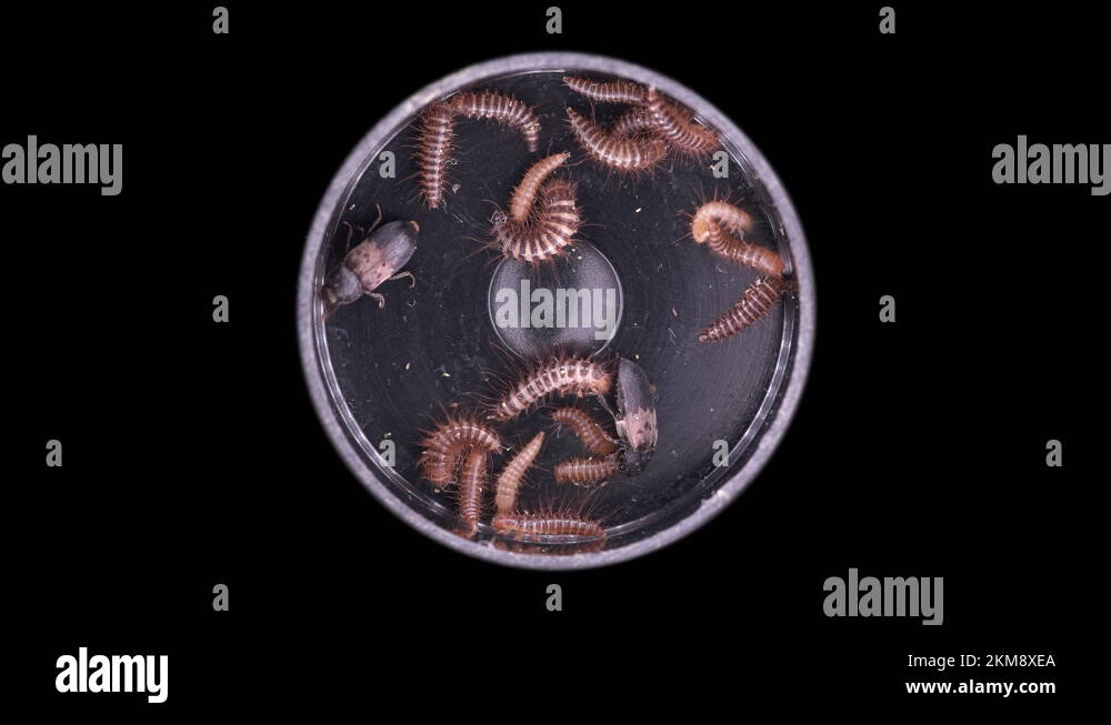 Larvae and beetles Dermestes lardarius under a microscope, of family ...