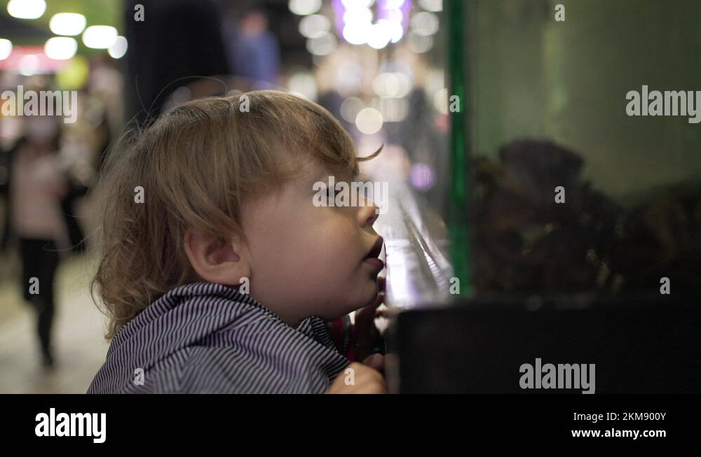 Toddler child obsering aquarium. Kid staring inside aquarium at store ...