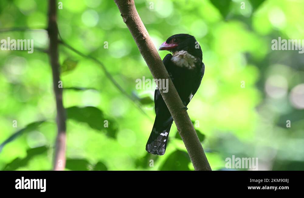 Dusky Broadbill, Corydon sumatranus, Kaeng Krachan National Park Stock ...