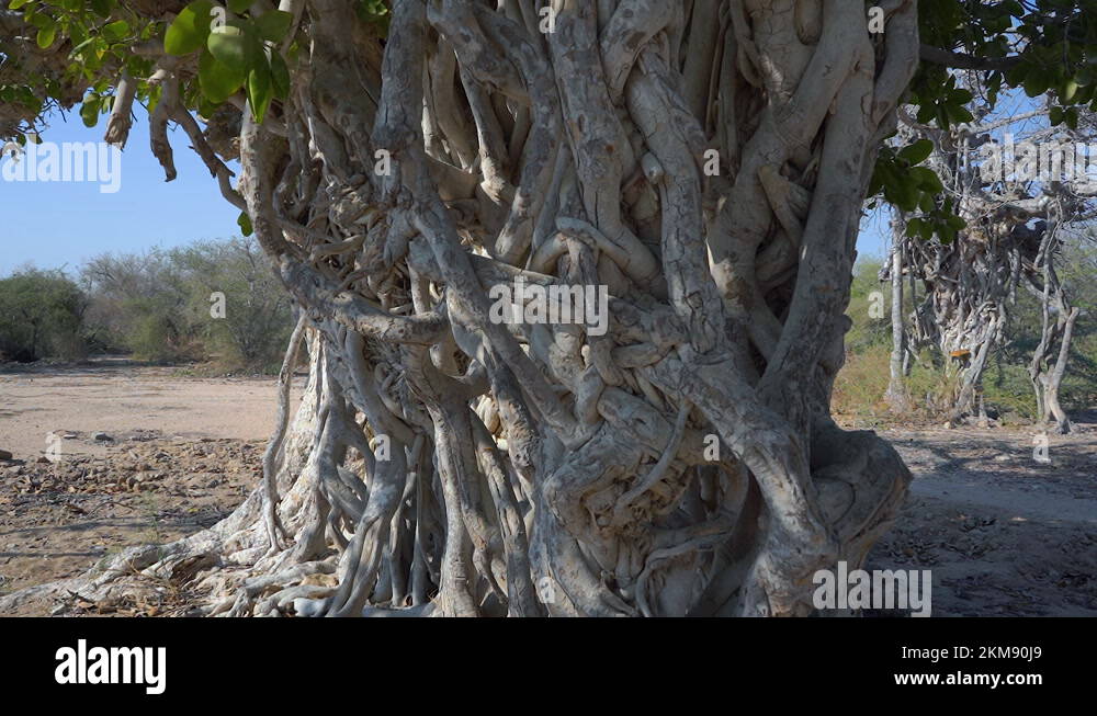 500 species of trees Stock Videos & Footage - HD and 4K Video Clips - Alamy