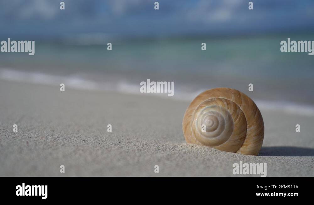 Seashell beach vacation Stock Videos & Footage - HD and 4K Video Clips ...