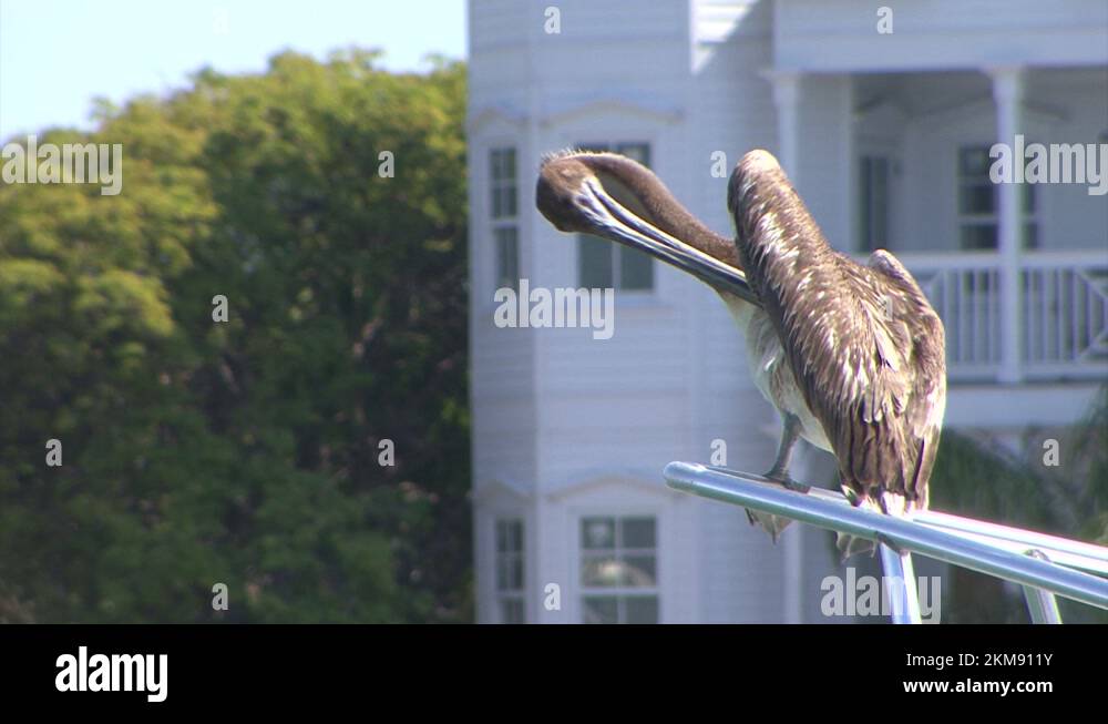Pelican sitting on a yacht and grooming himself in Key West, Florida ...