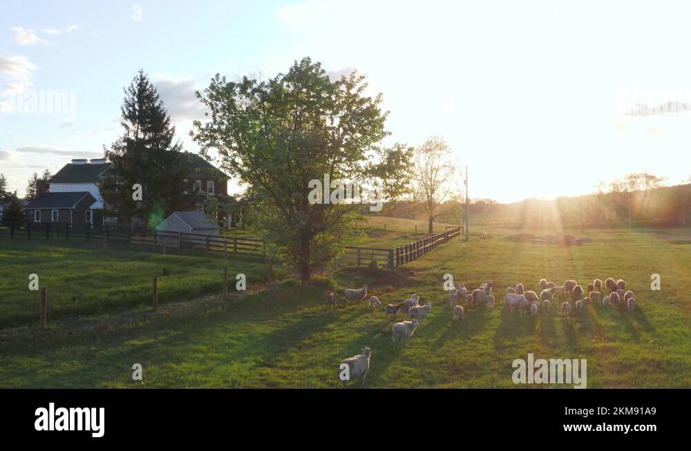 Farm scene sheep in Stock Videos & Footage - HD and 4K Video Clips - Alamy