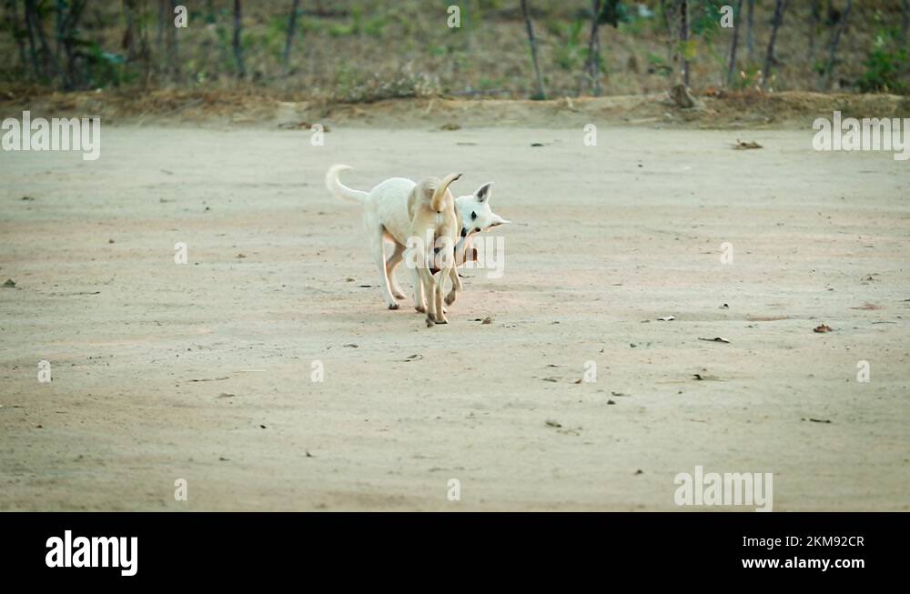 Dogs in rural scene Stock Videos & Footage - HD and 4K Video Clips - Alamy