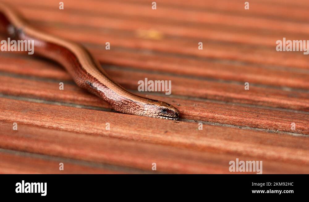 Worm lizard Stock Videos & Footage - HD and 4K Video Clips - Alamy