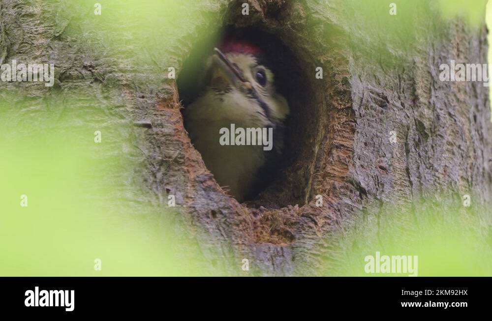 Woodpecker peeking Stock Videos & Footage - HD and 4K Video Clips - Alamy