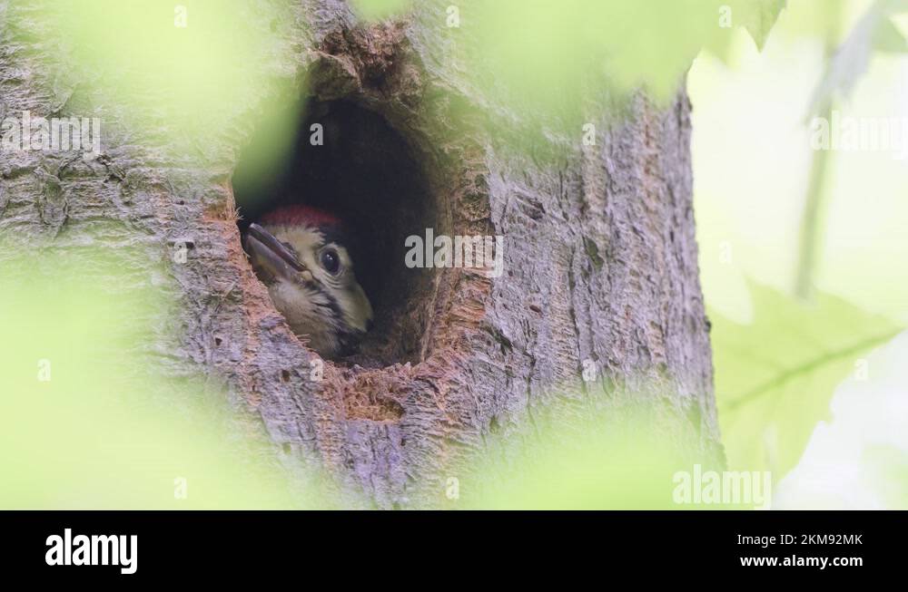 Woodpecker chick cheeping and peeking out from tree nest hole in the ...