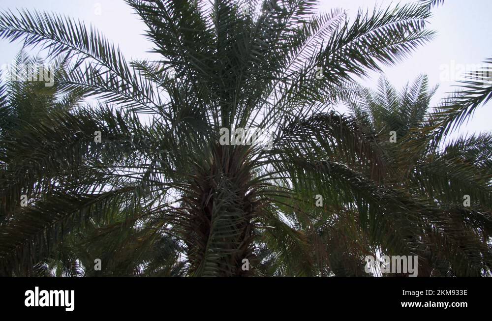 Beautiful date palm trees in the farm under the summer sun - tilt up ...