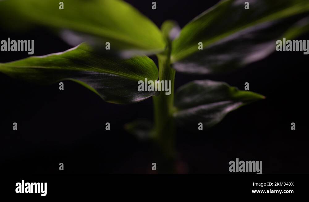 Lower leaf Stock Videos & Footage - HD and 4K Video Clips - Alamy