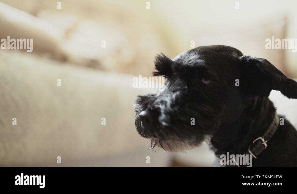 Black miniature schnauzer Stock Videos & Footage - HD and 4K Video ...