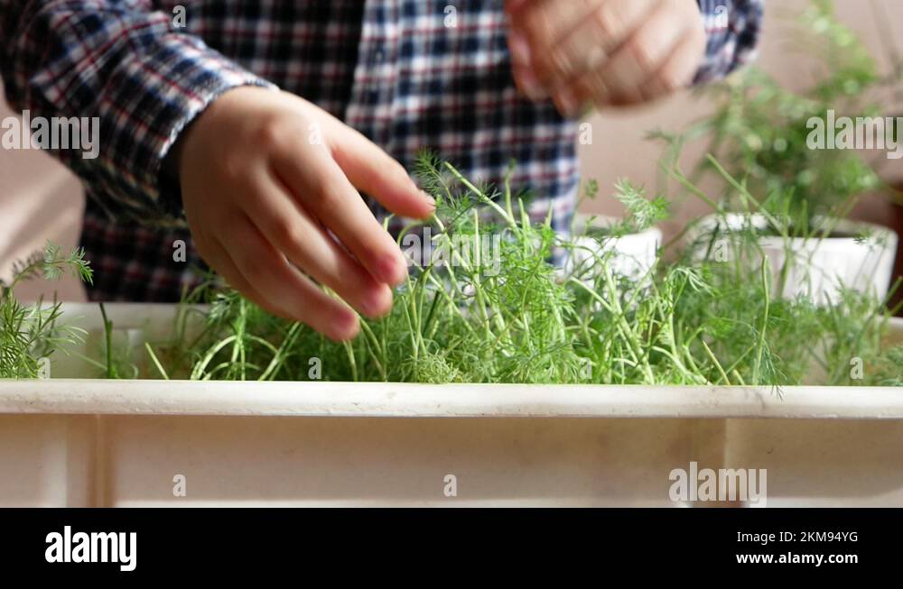 Close-up Caucasian preschooler boy caring for house plants. A child ...