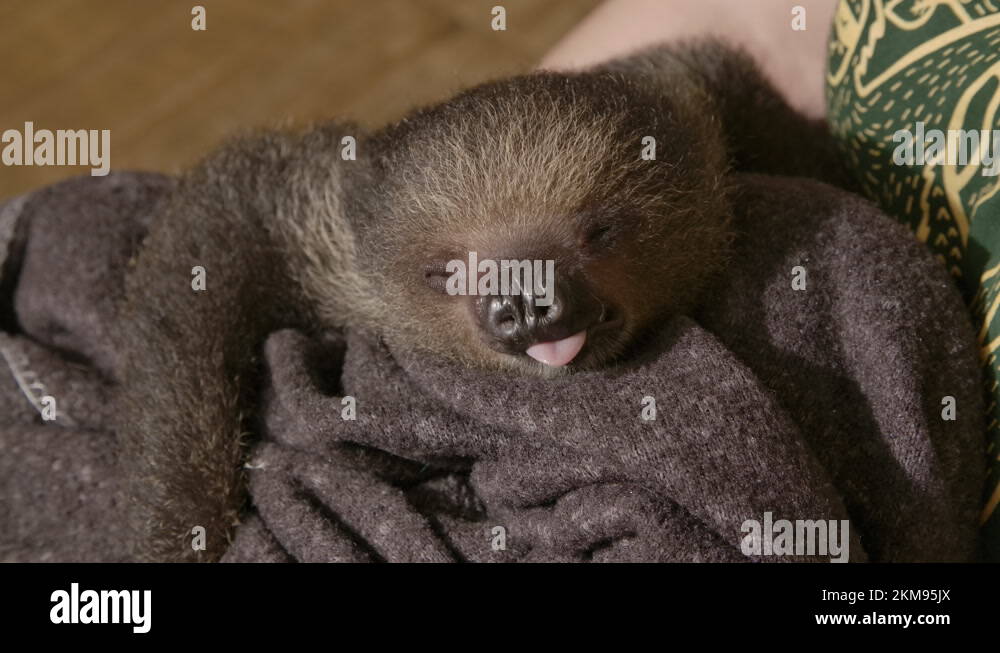 Sloth yawning Stock Videos & Footage - HD and 4K Video Clips - Alamy