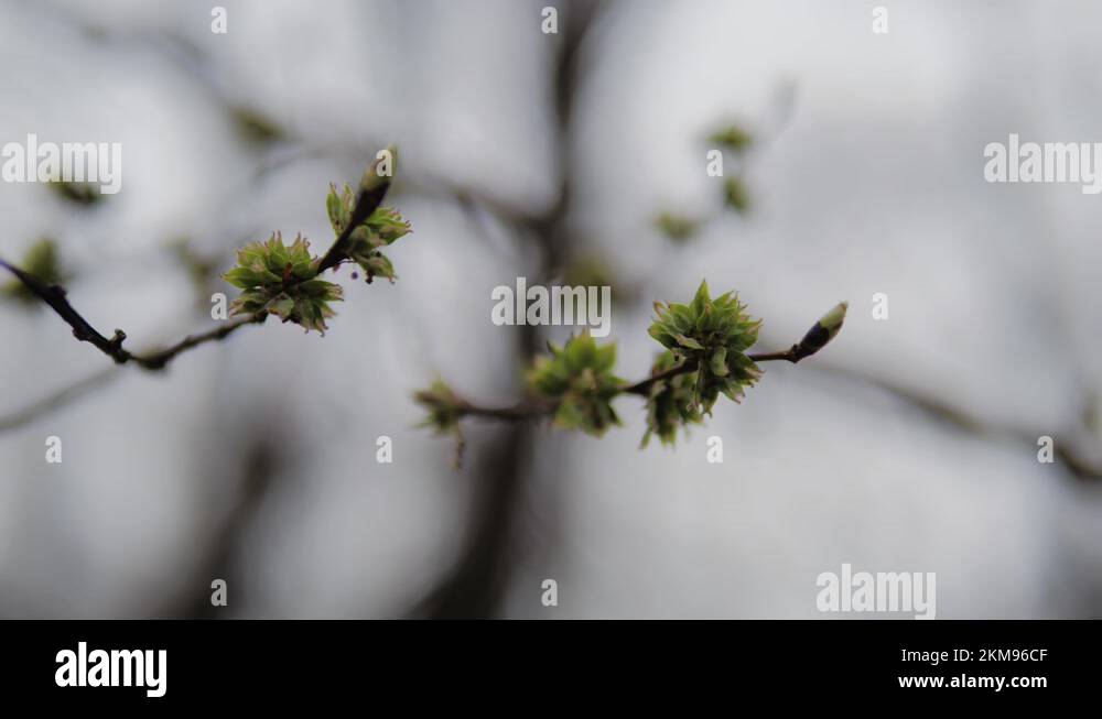 Budding bud Stock Videos & Footage - HD and 4K Video Clips - Alamy