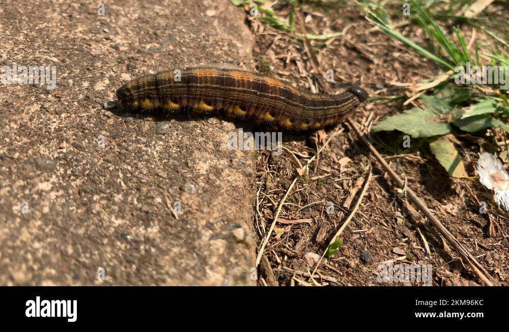 Photo of insect in nature Stock Videos & Footage - HD and 4K Video ...