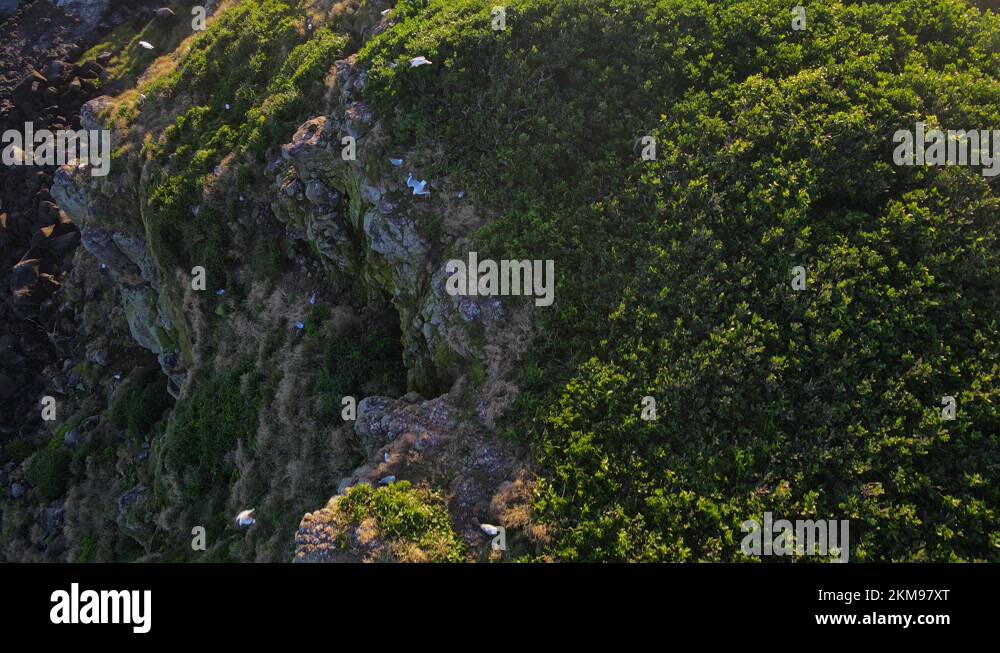 Bird Island - Bird's Eye View Of Birds Nesting On Rocky Cliff Of Cook ...