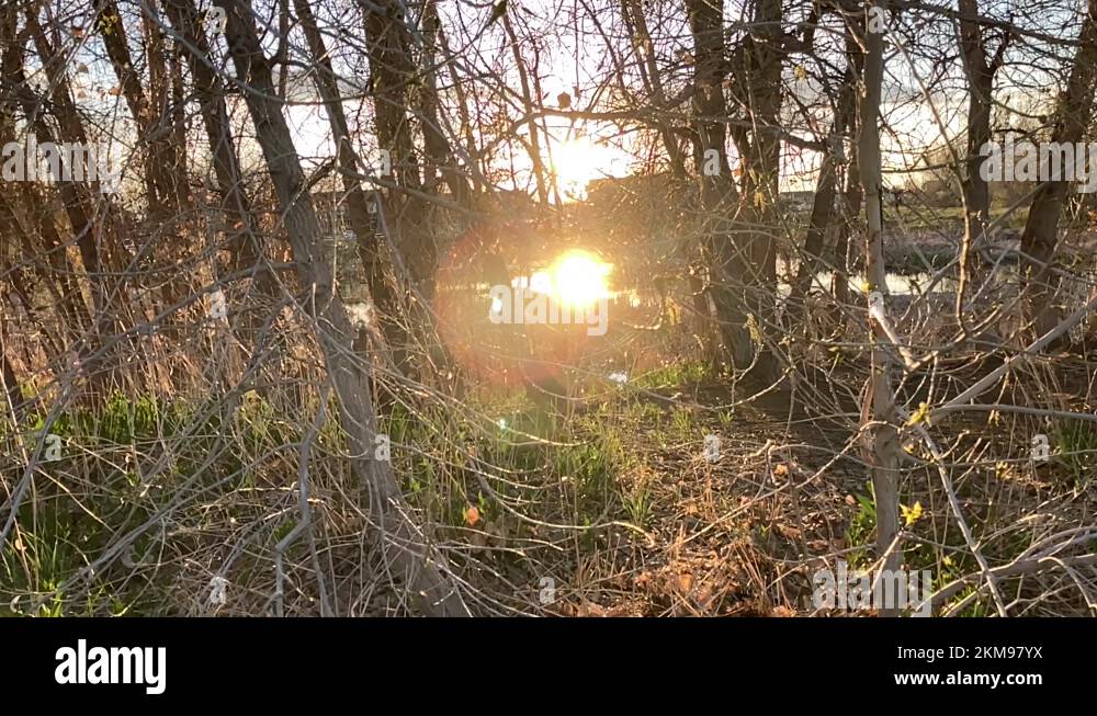Tangled trees Stock Videos & Footage - HD and 4K Video Clips - Alamy