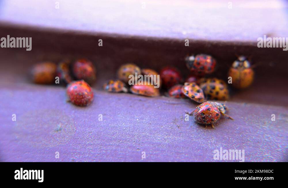 Black spotted orange ladybug Stock Videos & Footage - HD and 4K Video ...