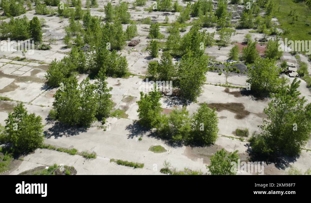 Trees Growing in Barren Landscape. Grow through Concrete after Humans ...