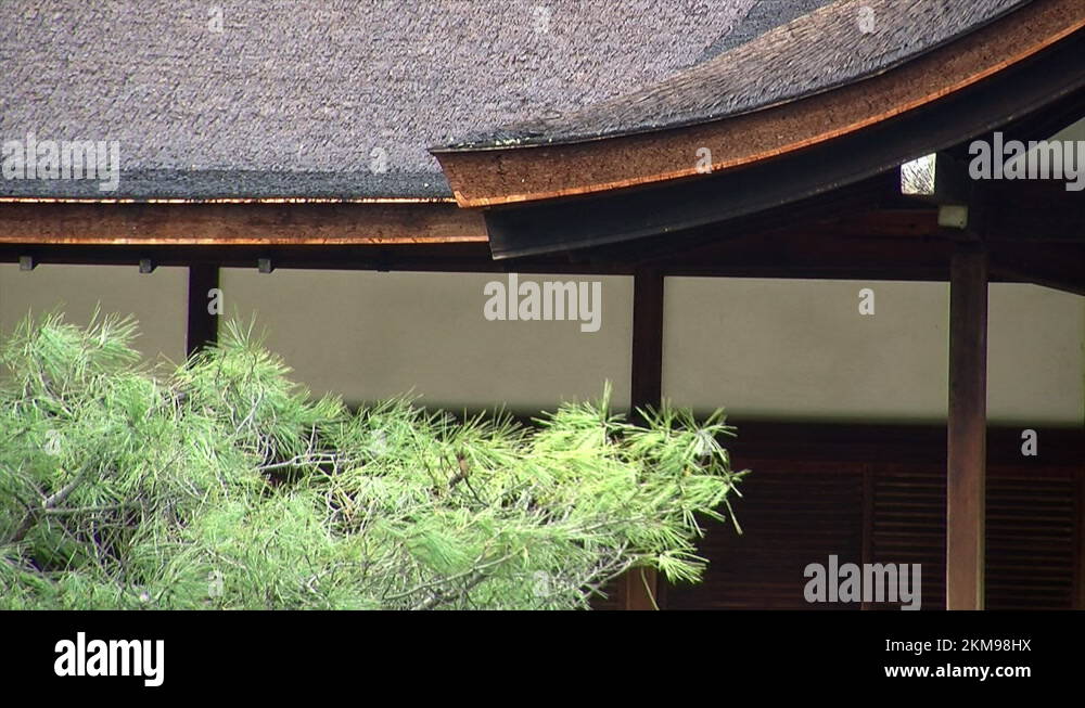 Sloping roof and amado of Japanese building with pine tree Stock Video ...