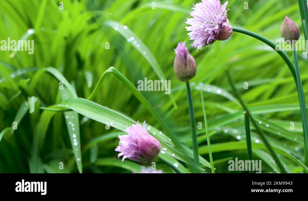 Table of chives Stock Videos & Footage - HD and 4K Video Clips - Alamy