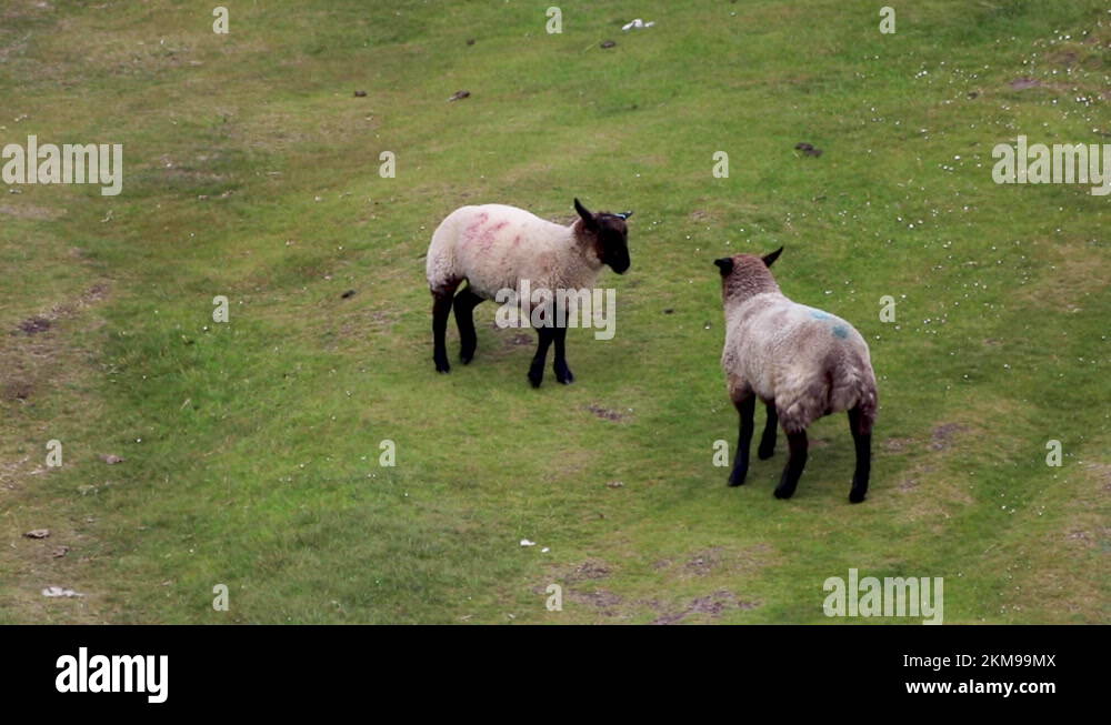 Sheep butting heads Stock Videos & Footage - HD and 4K Video Clips - Alamy