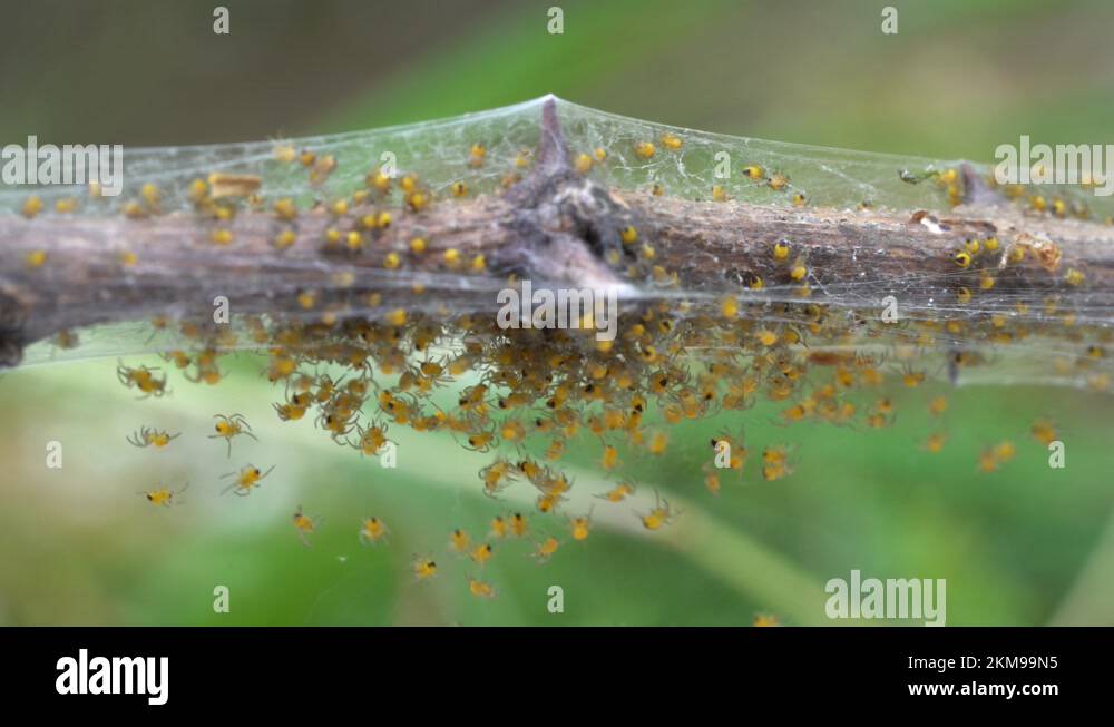 Cluster spiders Stock Videos & Footage - HD and 4K Video Clips - Alamy