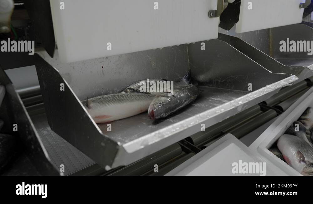 Packaging fish Stock Videos & Footage - HD and 4K Video Clips - Alamy
