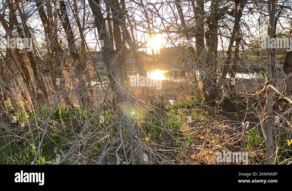 Tangled branches Stock Videos & Footage - HD and 4K Video Clips - Alamy