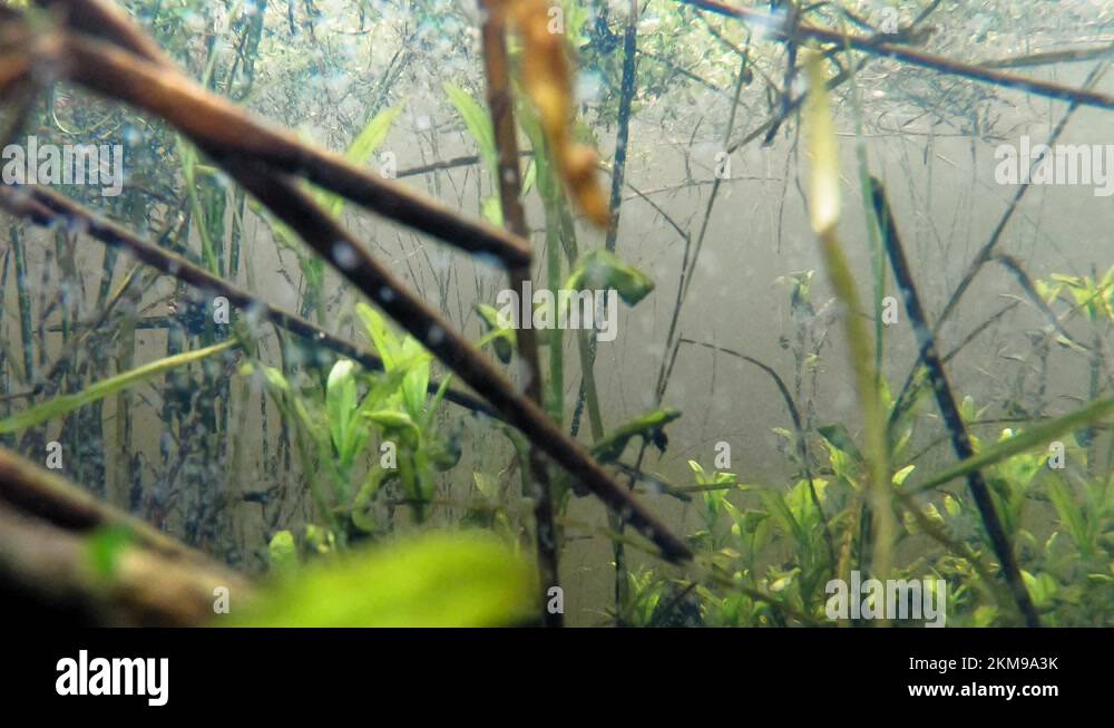 Aquatic Plants And Amphibian Larva Underwater The Lake. static shot ...