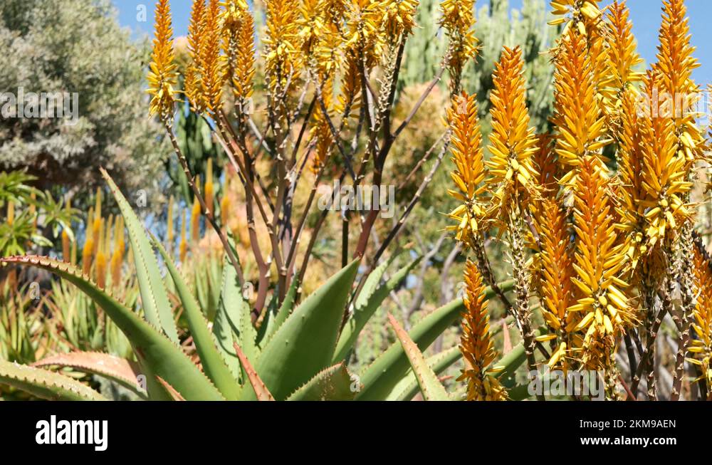 Plant verdure Stock Videos & Footage - HD and 4K Video Clips - Alamy
