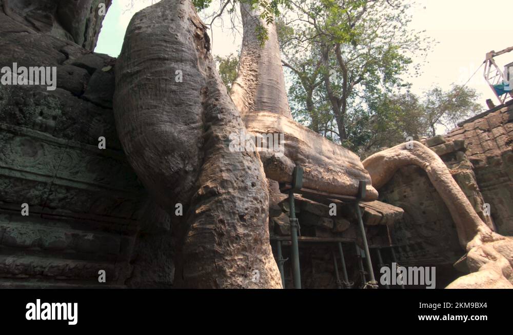 Abondanded temple ruin overgrown by giant strangling trees in Angkor ...