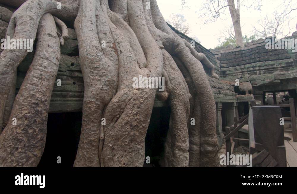 Strangler roots Stock Videos & Footage - HD and 4K Video Clips - Alamy