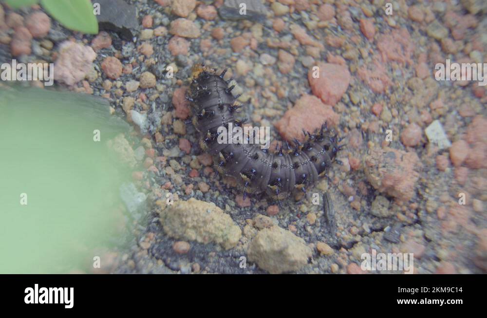 Larva blue butterfly Stock Videos & Footage - HD and 4K Video Clips - Alamy