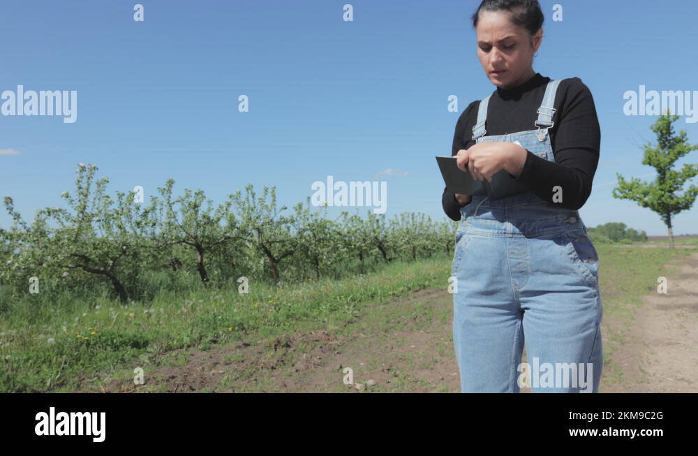 Rows of apple trees Stock Videos & Footage - HD and 4K Video Clips - Alamy