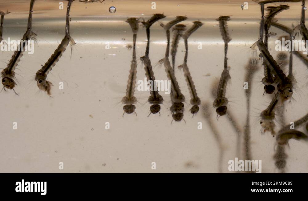 Mosquito larvae in standing water. Breeding area for disease carrying ...