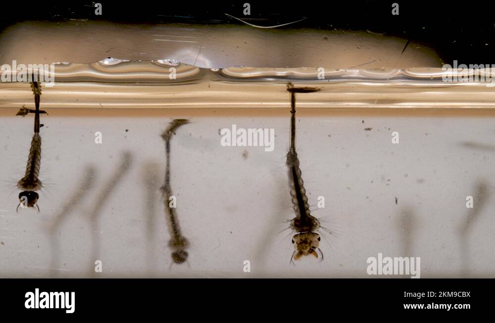 Disease carrying insect Stock Videos & Footage - HD and 4K Video Clips ...