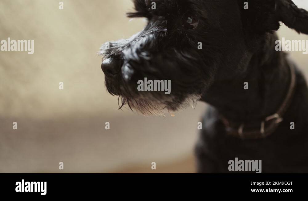 Black dog face Stock Videos & Footage - HD and 4K Video Clips - Alamy