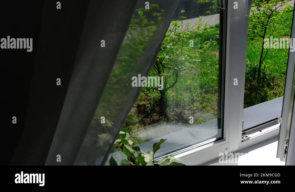 wind blows through the open window in the room. Waving white tulle near ...