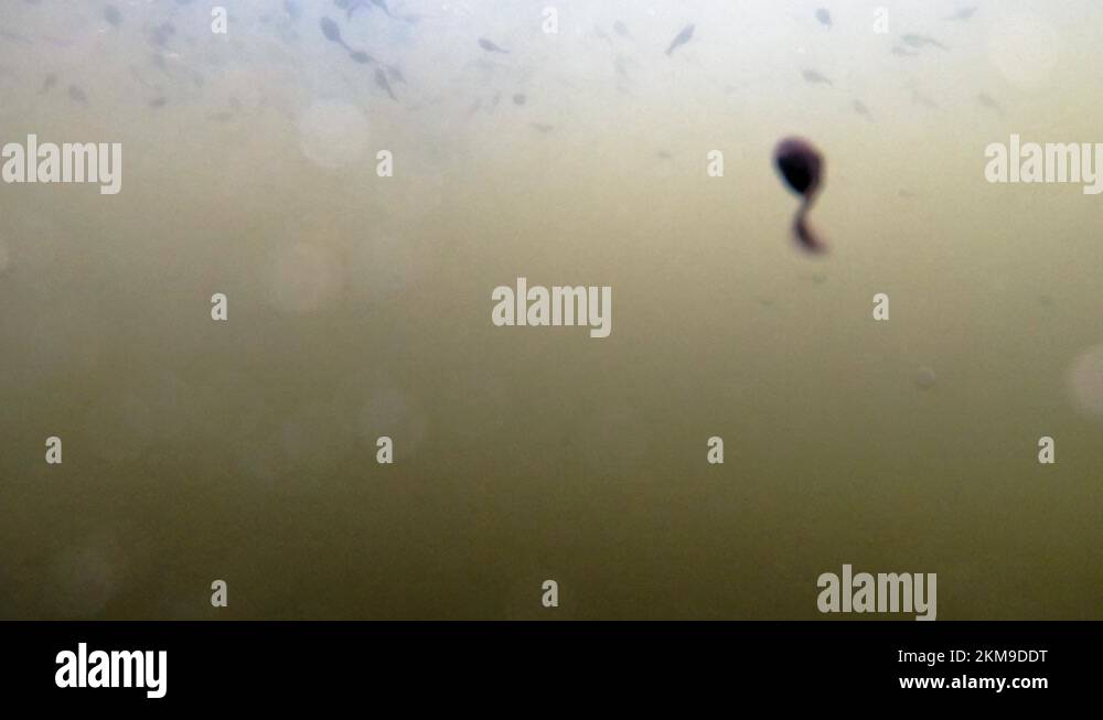 Macro Of An Amphibian Larva Swimming On The Murky Water Of The Lake ...