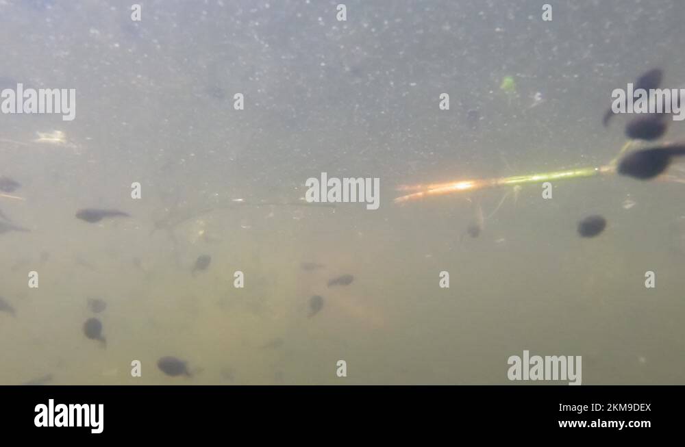 Amphibian Larvae Swim Underneath The Lake Around The Floating Plants ...