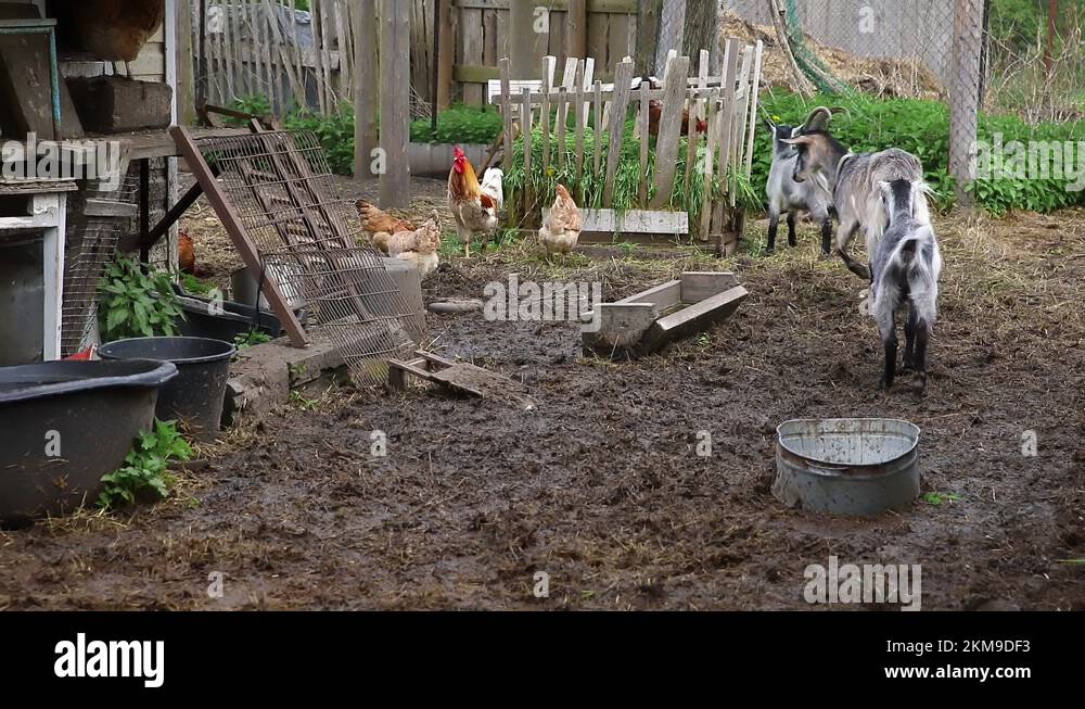 Goat and free range chicken on organic animal farm freely grazing in ...