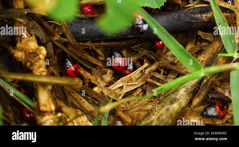 Red nymphs Stock Videos & Footage - HD and 4K Video Clips - Alamy