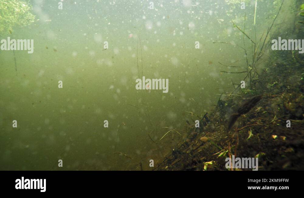 Aquatic Scenery Of Wildlife At The Bottom Of the Lake. static shot ...