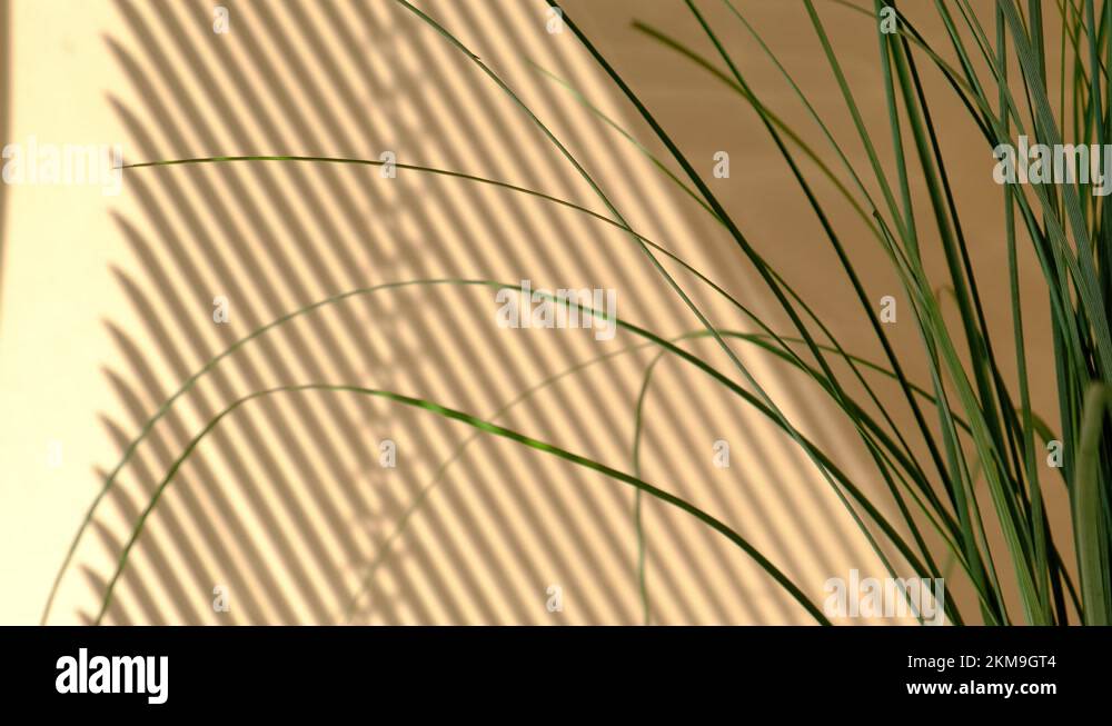 minimalistic screensaver. Morning sun lighting the room, shadow ...