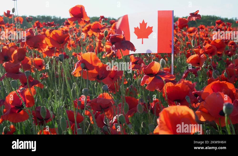 Poppy symbol of remembrance Stock Videos & Footage - HD and 4K Video ...