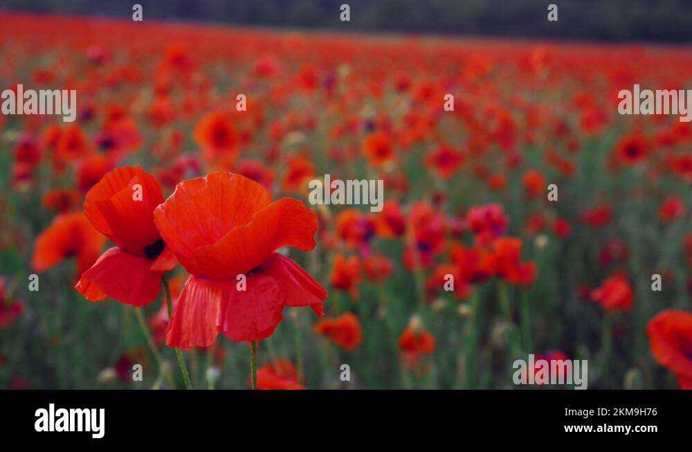 Future symbol Stock Videos & Footage - HD and 4K Video Clips - Alamy