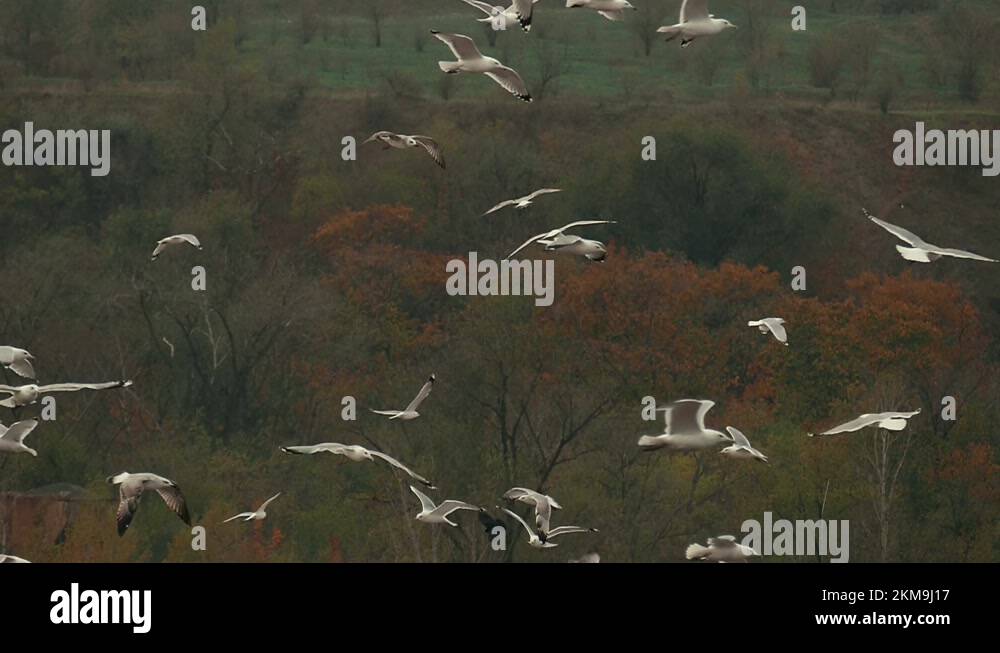 Flying birds. Wildlife. A huge flock of crows is flying in slow motion ...