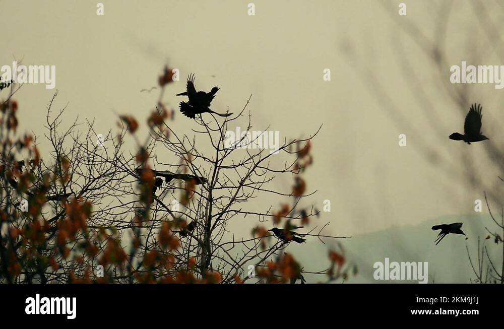 Crows flying pattern Stock Videos & Footage - HD and 4K Video Clips - Alamy