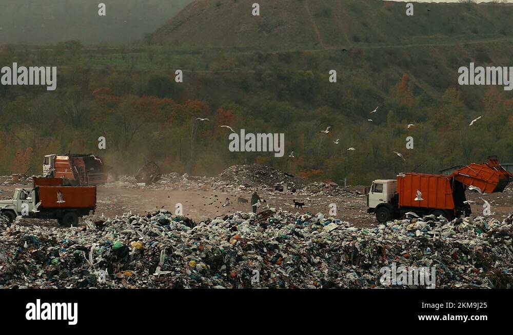 Garbage trucks at the city dump. Wild birds fly in slow motion Stock ...
