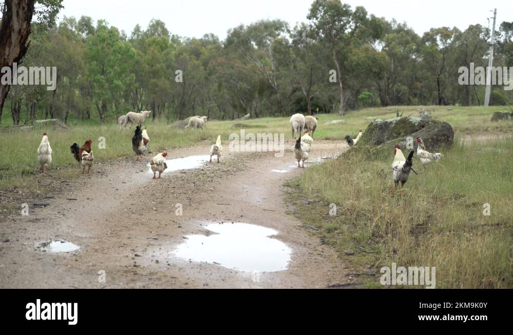 Cow chicken sheep Stock Videos & Footage - HD and 4K Video Clips - Alamy